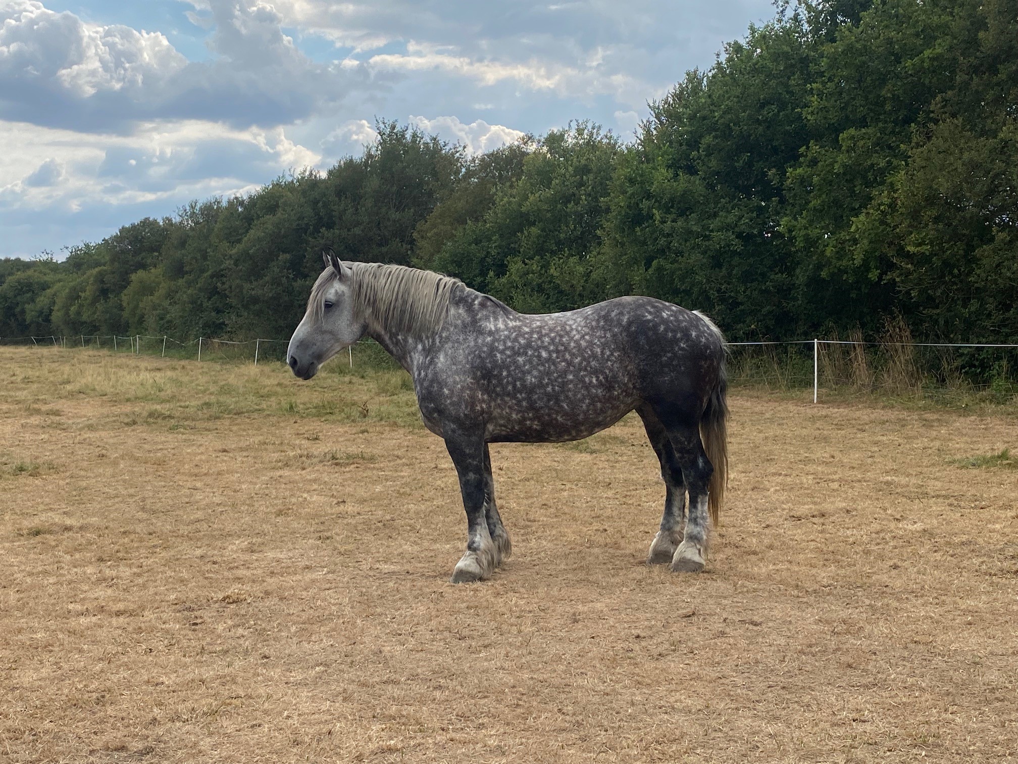 Cheval jument de trait percheron